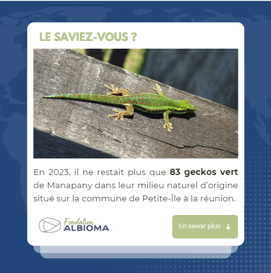 Focus sur le gecko vert de Manapany – Association Nature Océan Indien ...